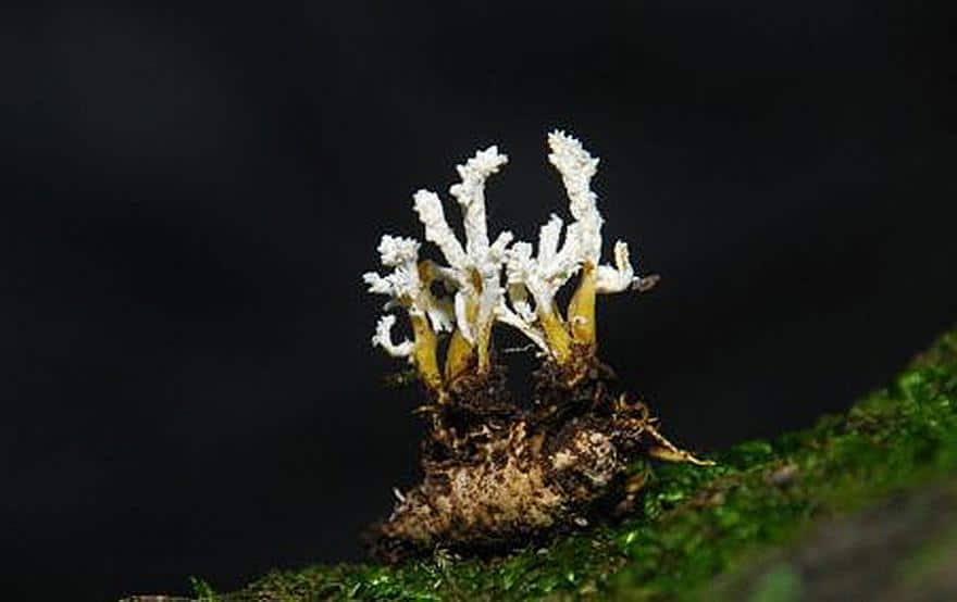 ถั่งเช่า แท้ 100% โรงงาน GMP มาตรฐาน อย. ถั่งเช่าแคปซูล 500 มก.